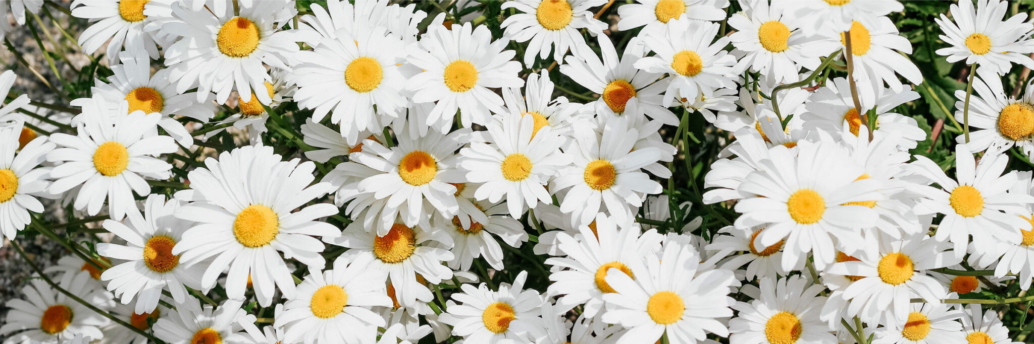 10 delightful daisy themed gifts for summer | Martha Brook
