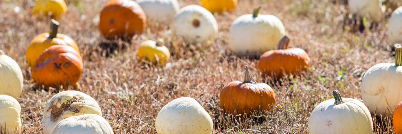 10 of the best activities in autumn | Martha Brook