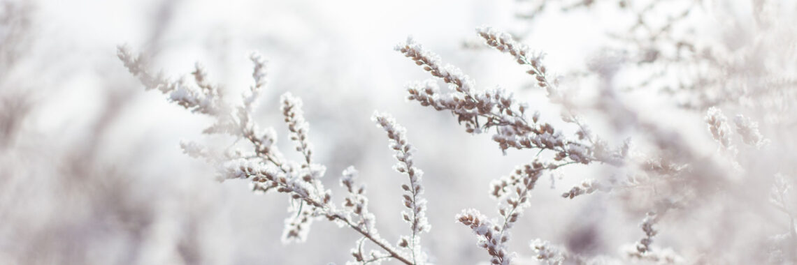 10 lovely Winter quotes to embrace the winter magic | Martha Brook